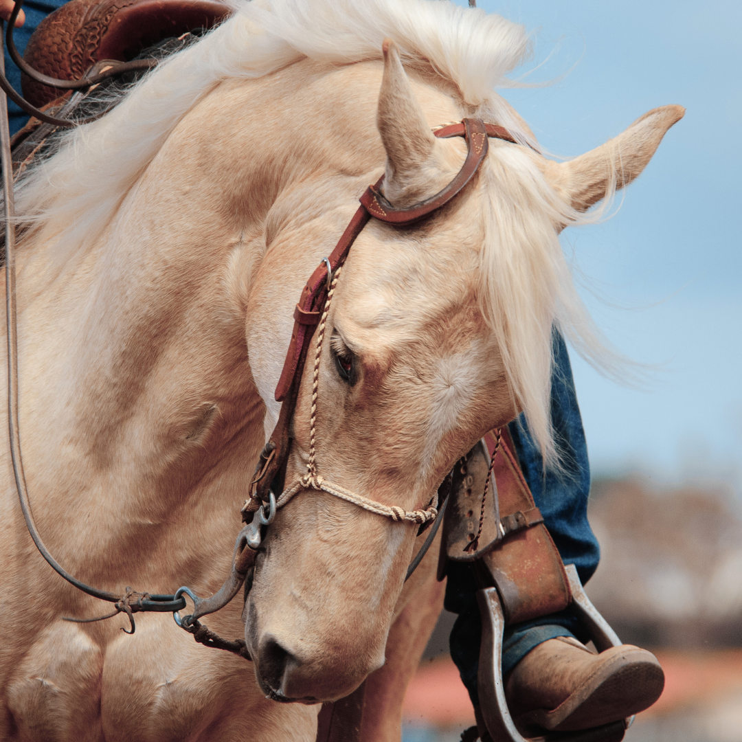 Hilason Flex Tree Trail Saddle 17" – Golden Horseshoe Equestrian